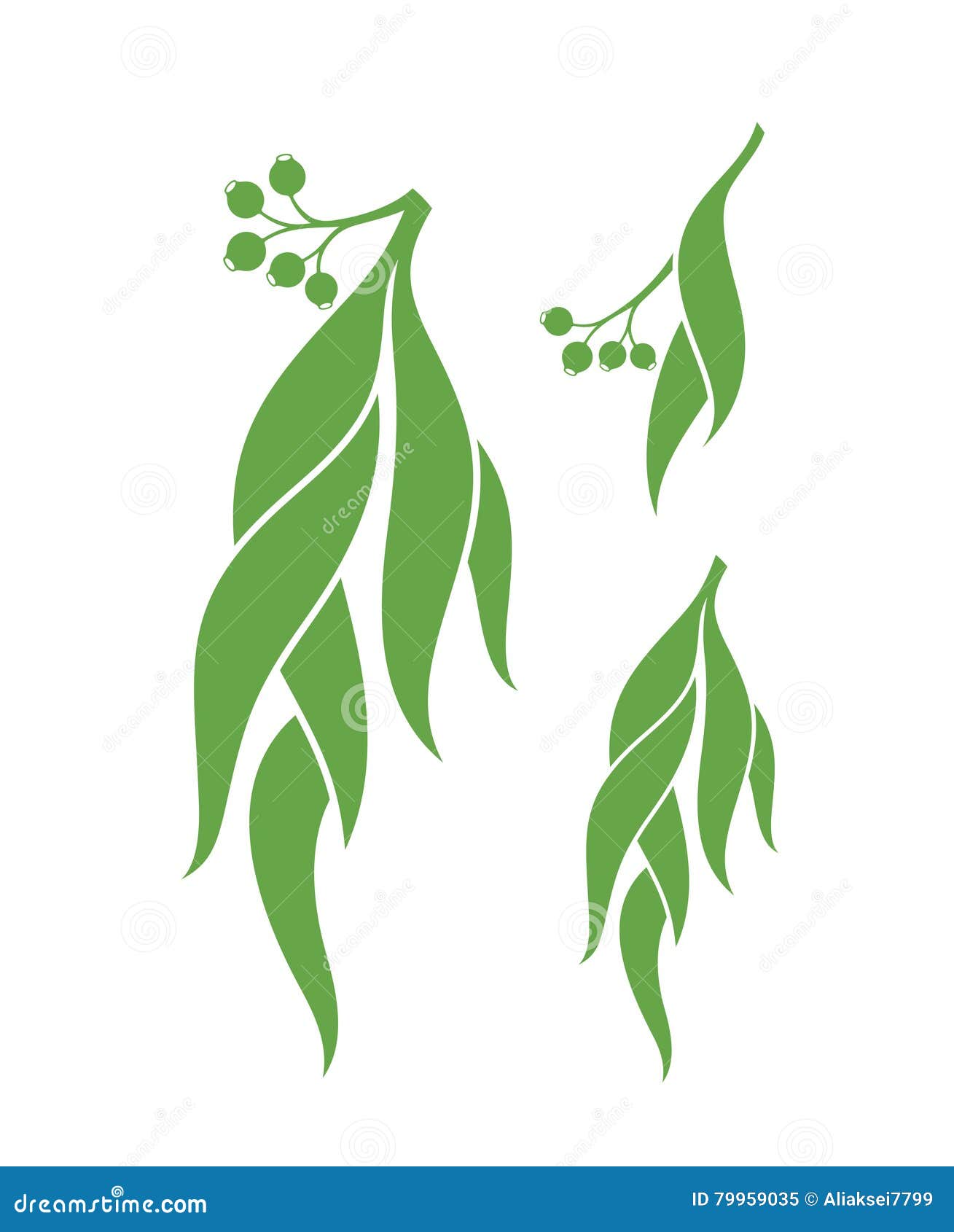 Eucalyptus. Vector Illustration Stock Vector - Illustration of abstract ...