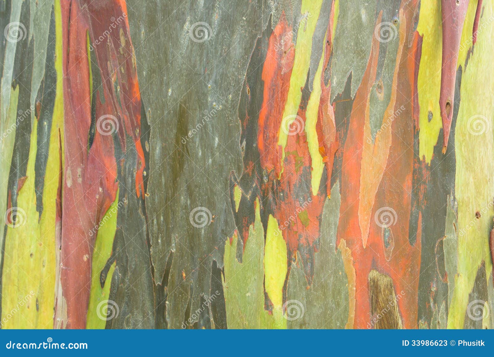 Eucalyptus wood texture stock image. Image of nature - 33986623