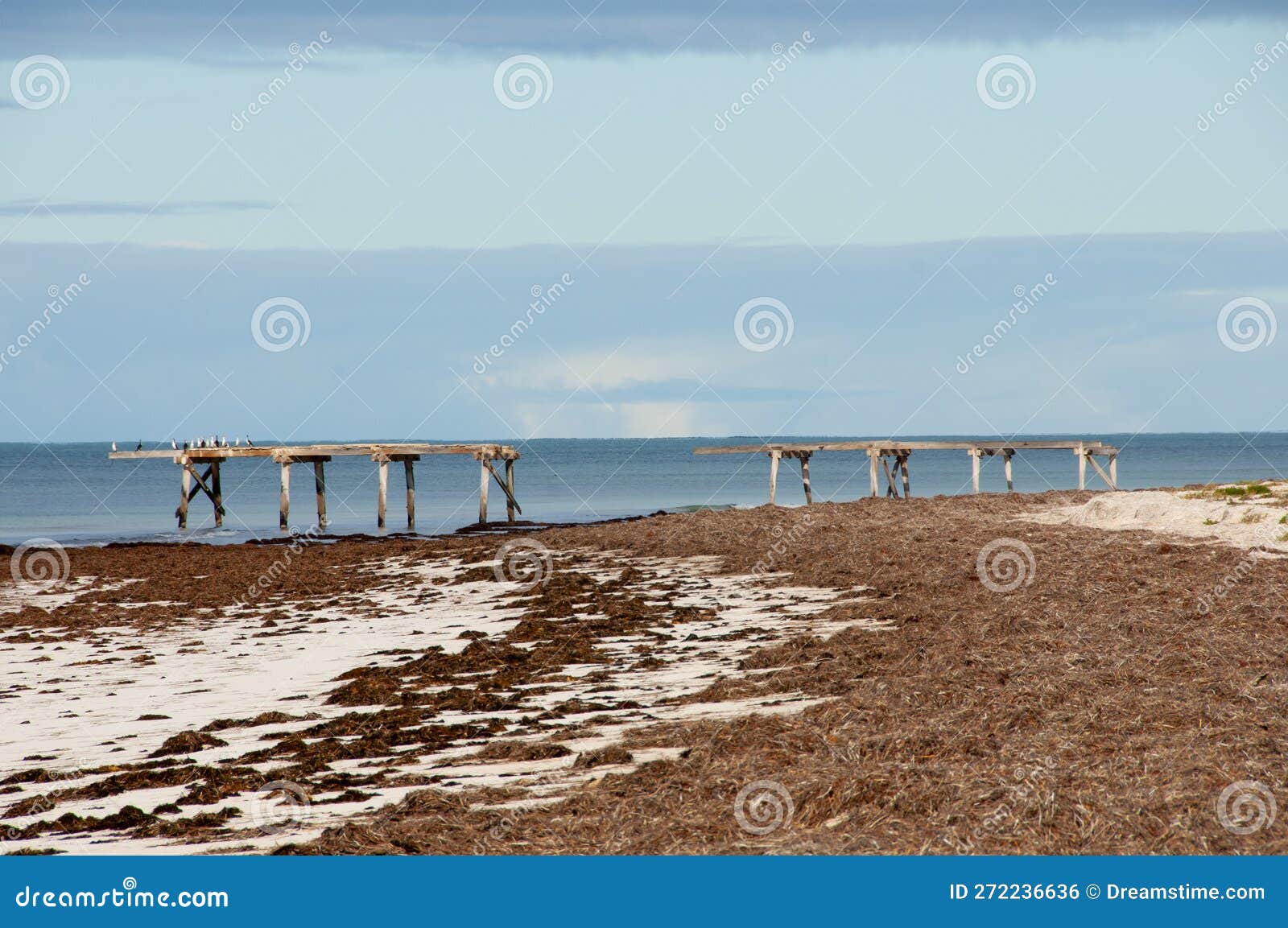 Eucla Jetty stock photo. Image of beach, western, beautiful - 272236636