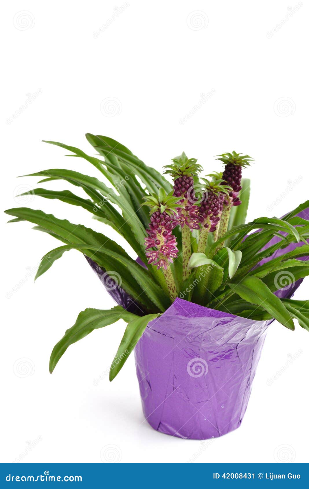 Eucomis Aloha Lily Leia stock image. Image of eucomis - 42008431