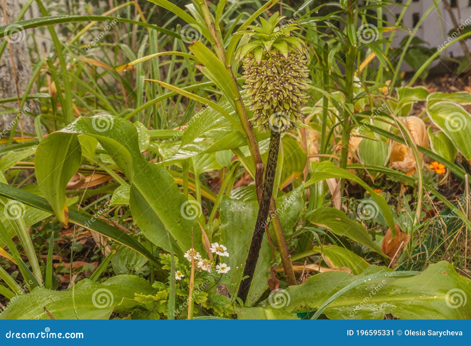 Eucomis bicolor in garden stock image. Image of lily - 196595331