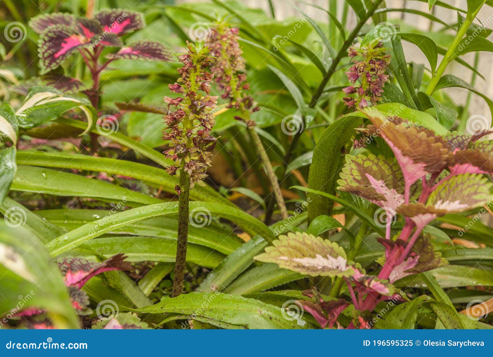 Eucomis Leia in garden stock image. Image of hardy, late - 196595325
