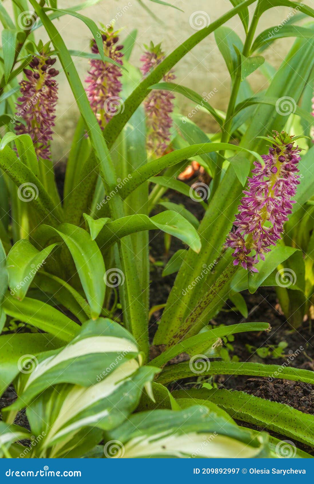 Eucomis Leia in garden stock image. Image of color, hardy - 209892997