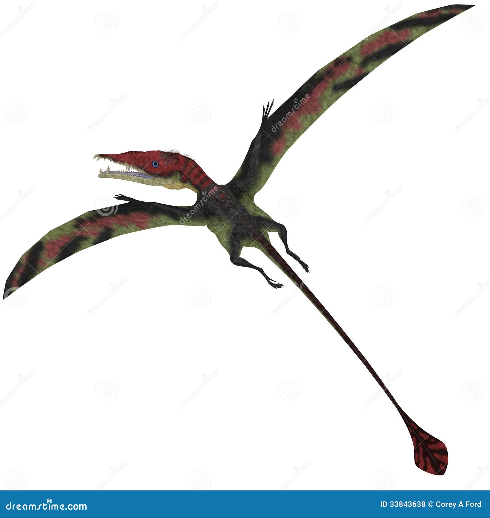 Eudimorphodon on White stock illustration. Illustration of bird - 33843638