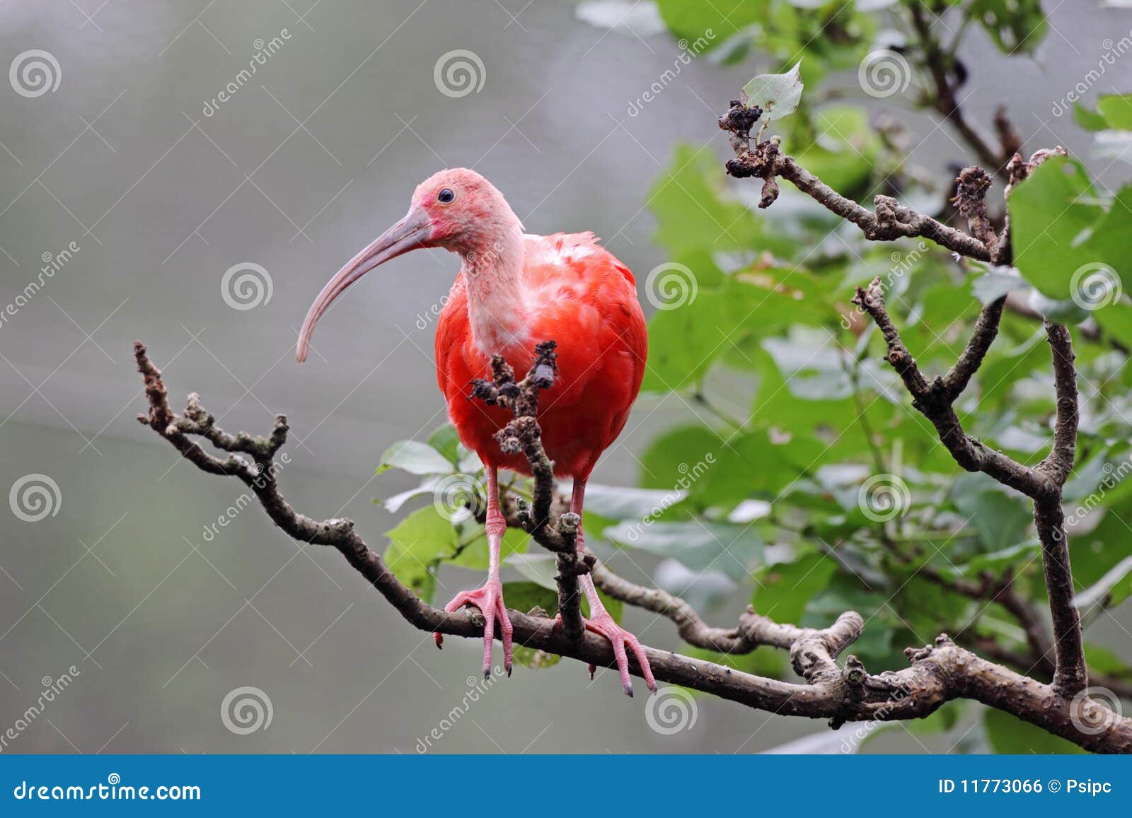Eudocimus Ruber, Scarlet Ibis Stock Photo - Image of birds, green: 11773066