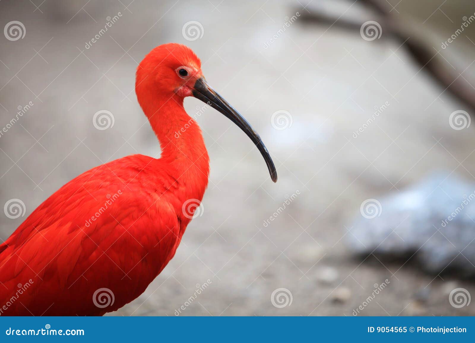 Eudocimus Ruber - Scharlaken Ibis Stock Afbeelding - Image of ...