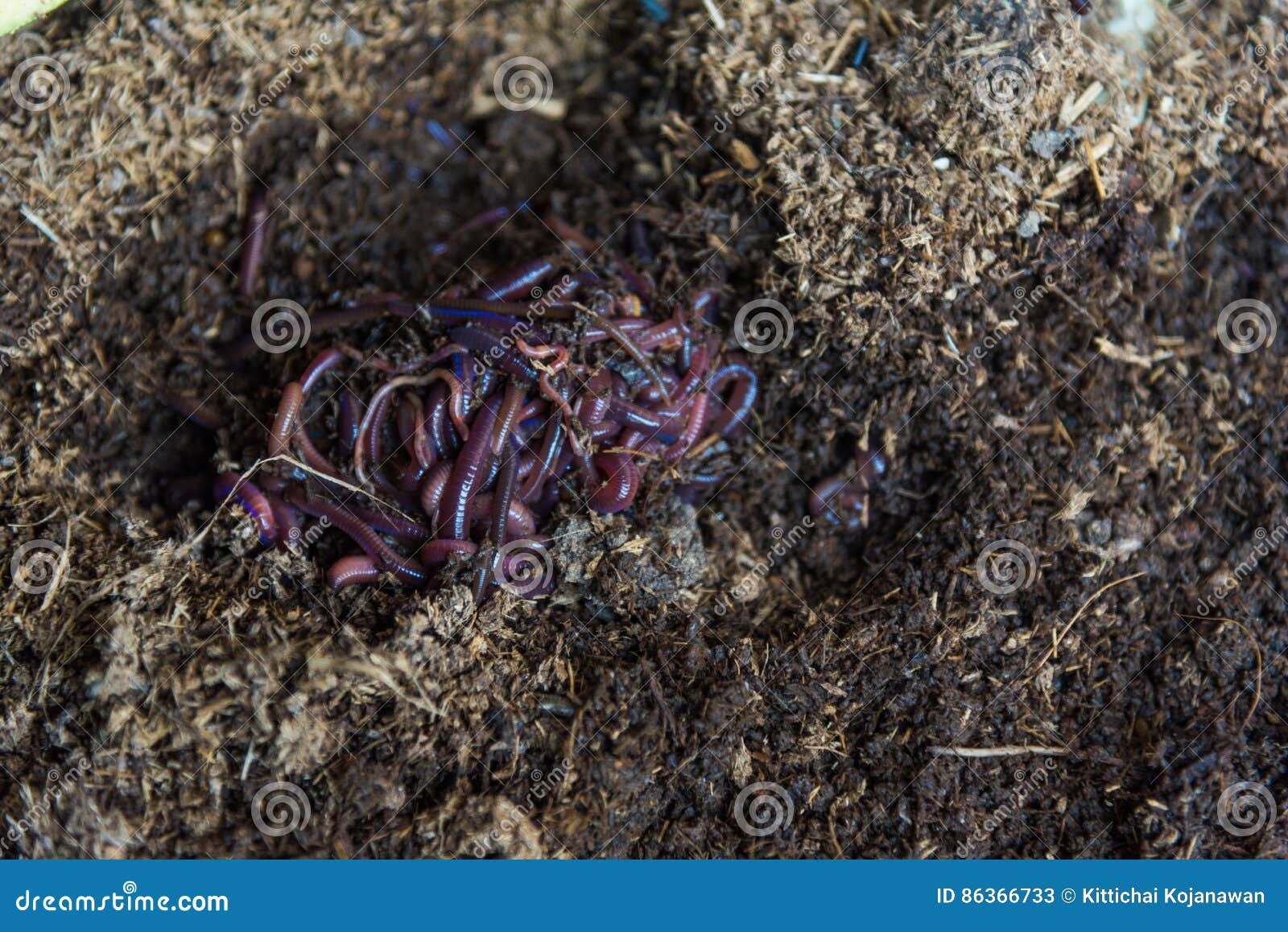 African Night Crawler on Soils Stock Image - Image of garden, angleworm ...