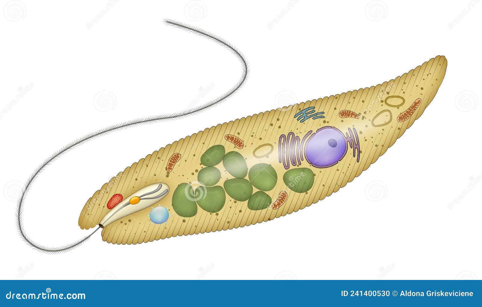 Anatomy of a euglena stock illustration. Illustration of green - 241400530