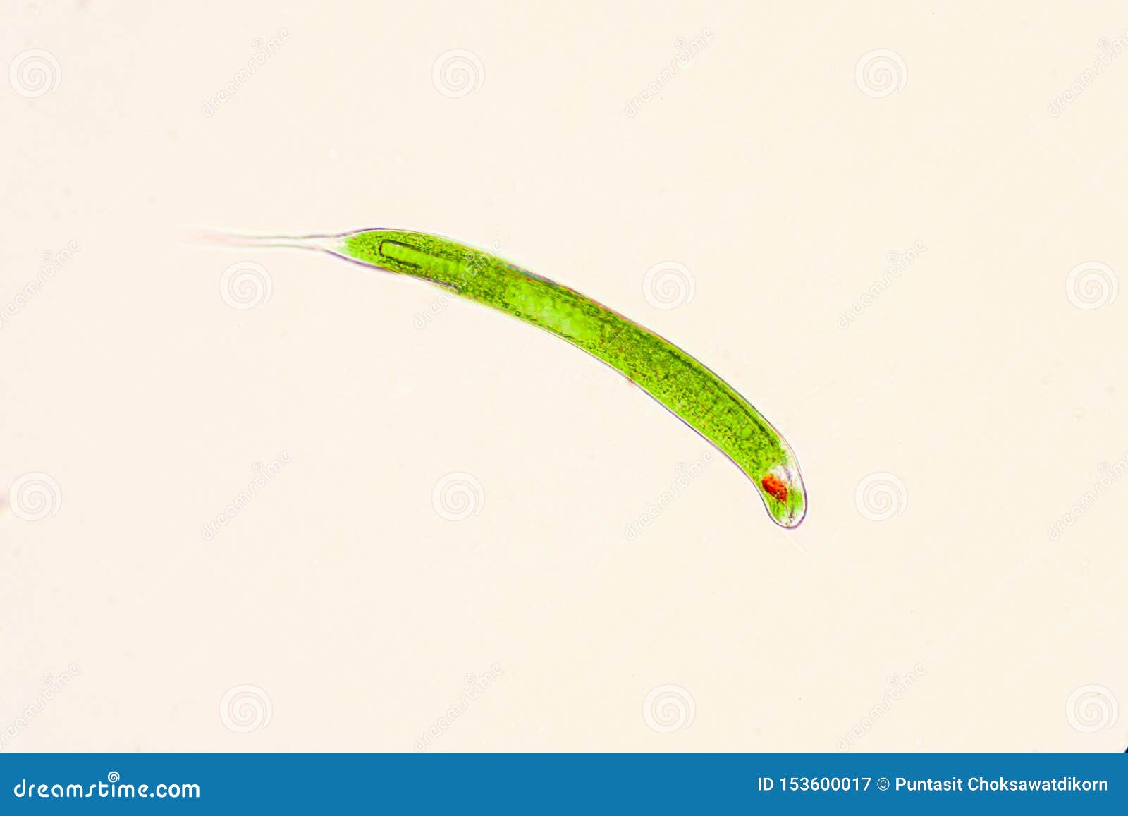 Euglena is Genus of Single-celled Flagellate Eukaryotes Stock Image ...