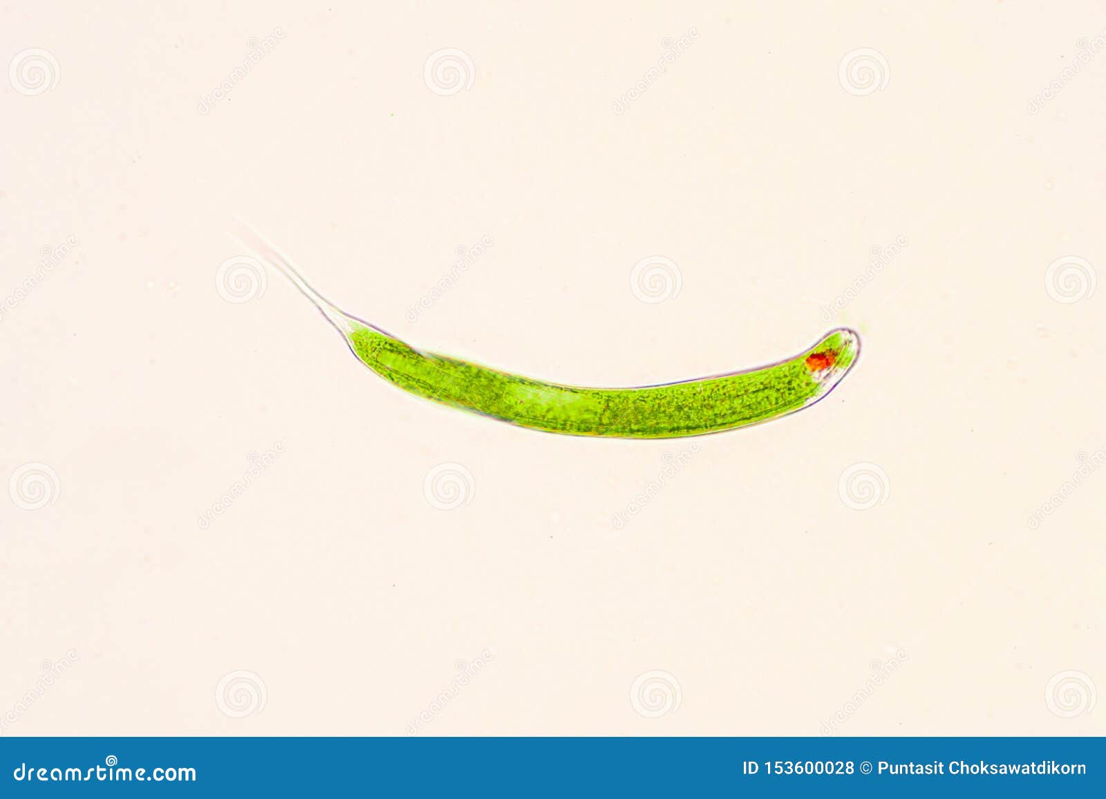 Euglena is Genus of Single-celled Flagellate Eukaryotes Stock Photo ...