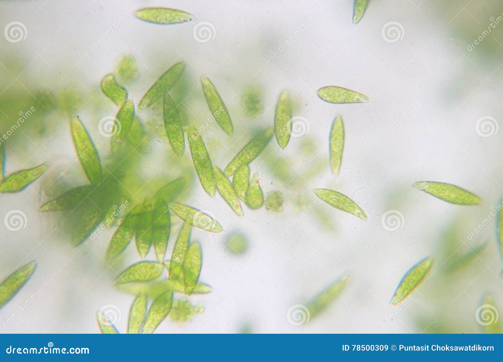 Euglena stock image. Image of algae, fauna, flora, division - 78500309