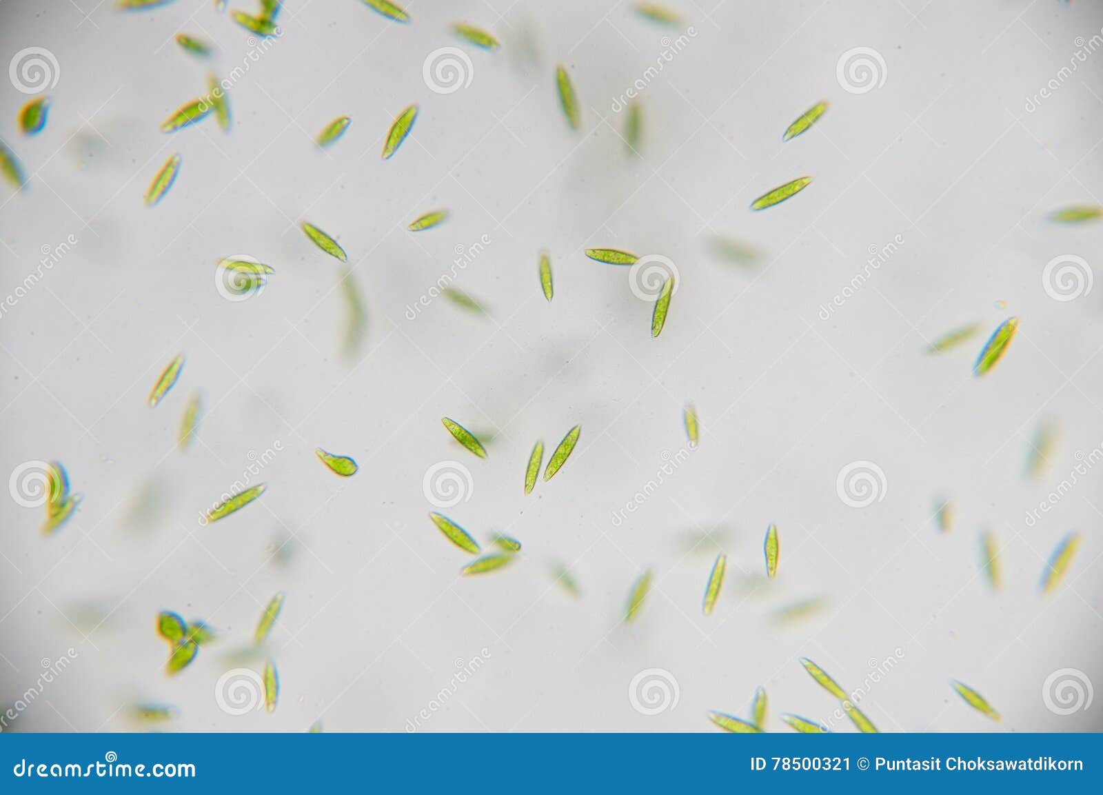 Euglena stock image. Image of education, freshwater, micro - 78500321