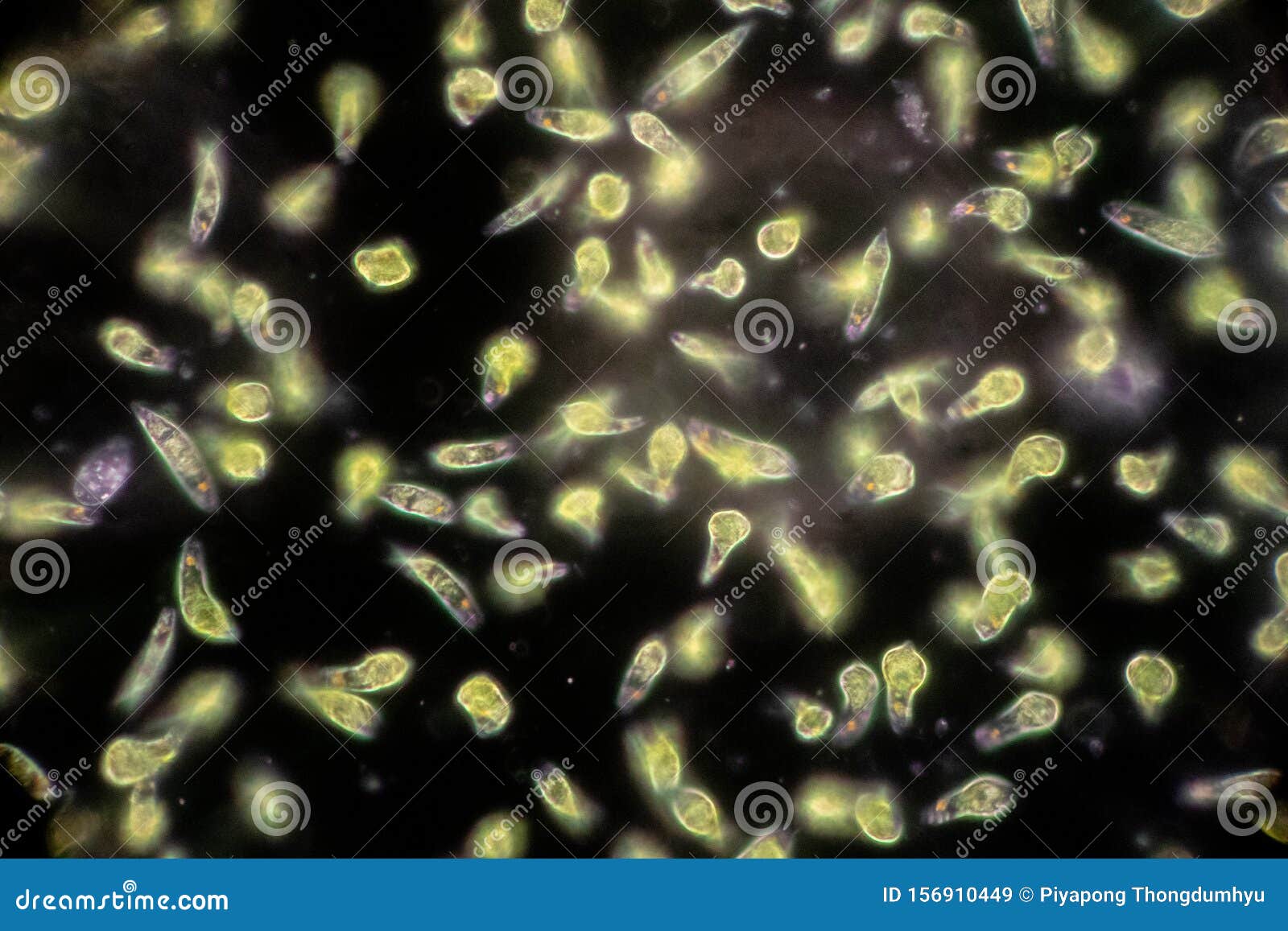 Flagellates Under Microscope