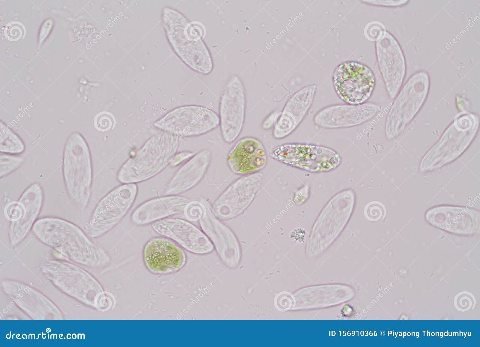 Euglena is a Genus of Single-celled Flagellate Eukaryotes Under ...