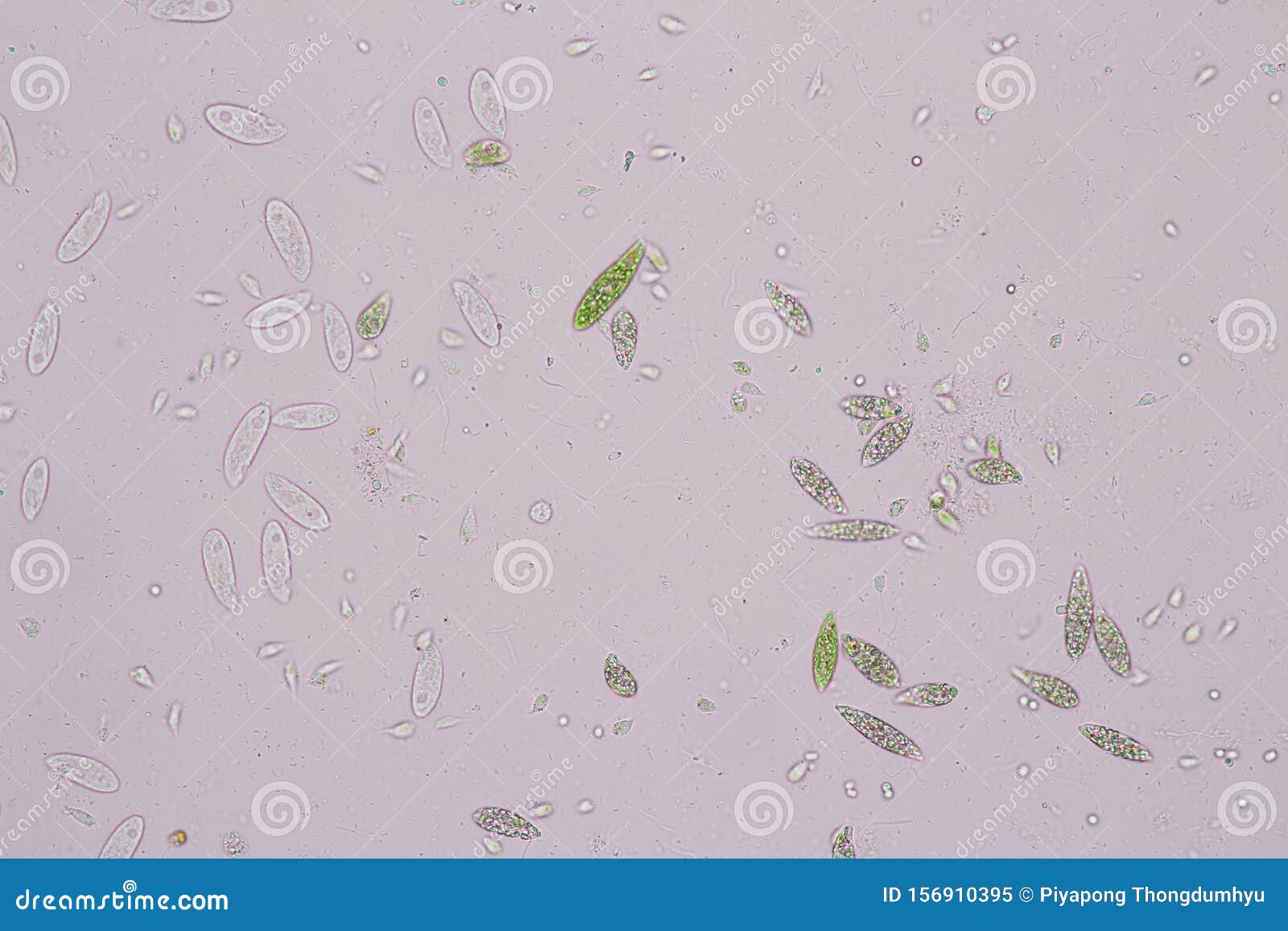 Flagellates Under Microscope
