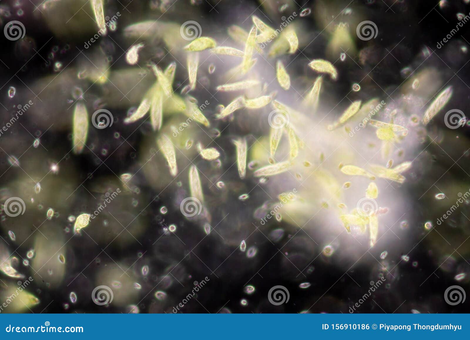 Euglena is a Genus of Single-celled Flagellate Eukaryotes Under ...