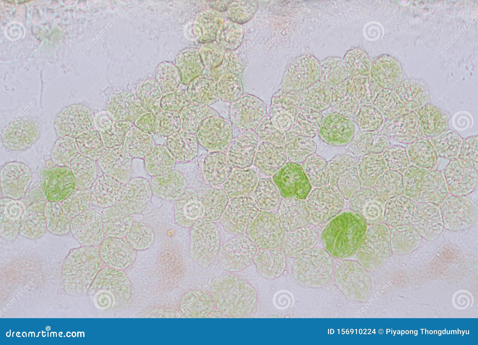 Euglena is a Genus of Single-celled Flagellate Eukaryotes Under ...
