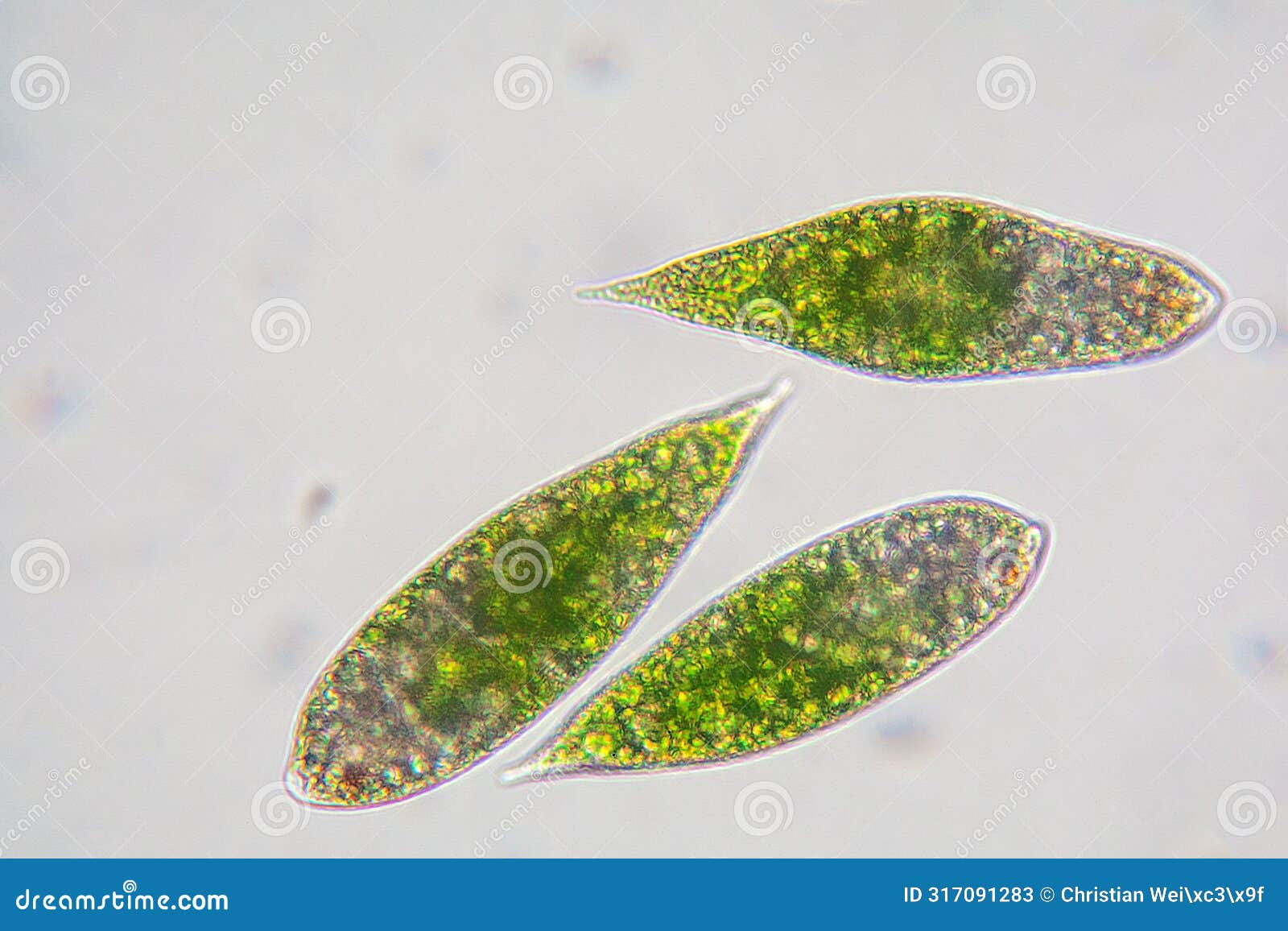 Euglena Single Cell Flagellate Eukaryotes Stock Image - Image of ...