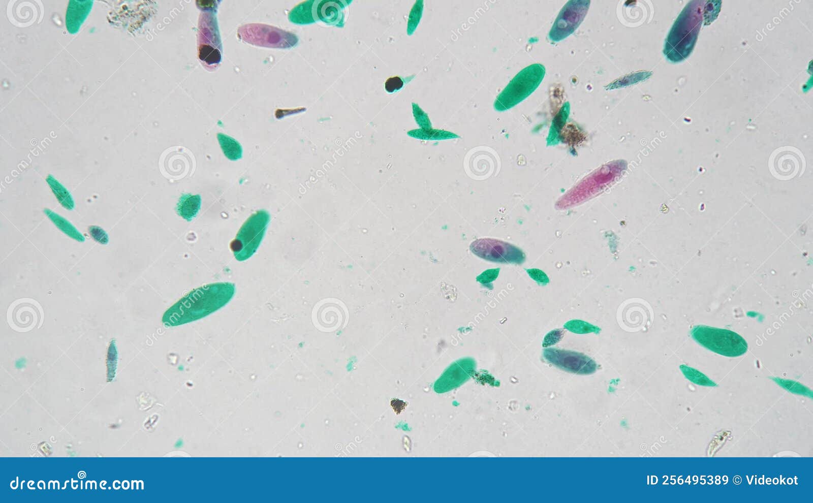 Euglena Under A Microscope