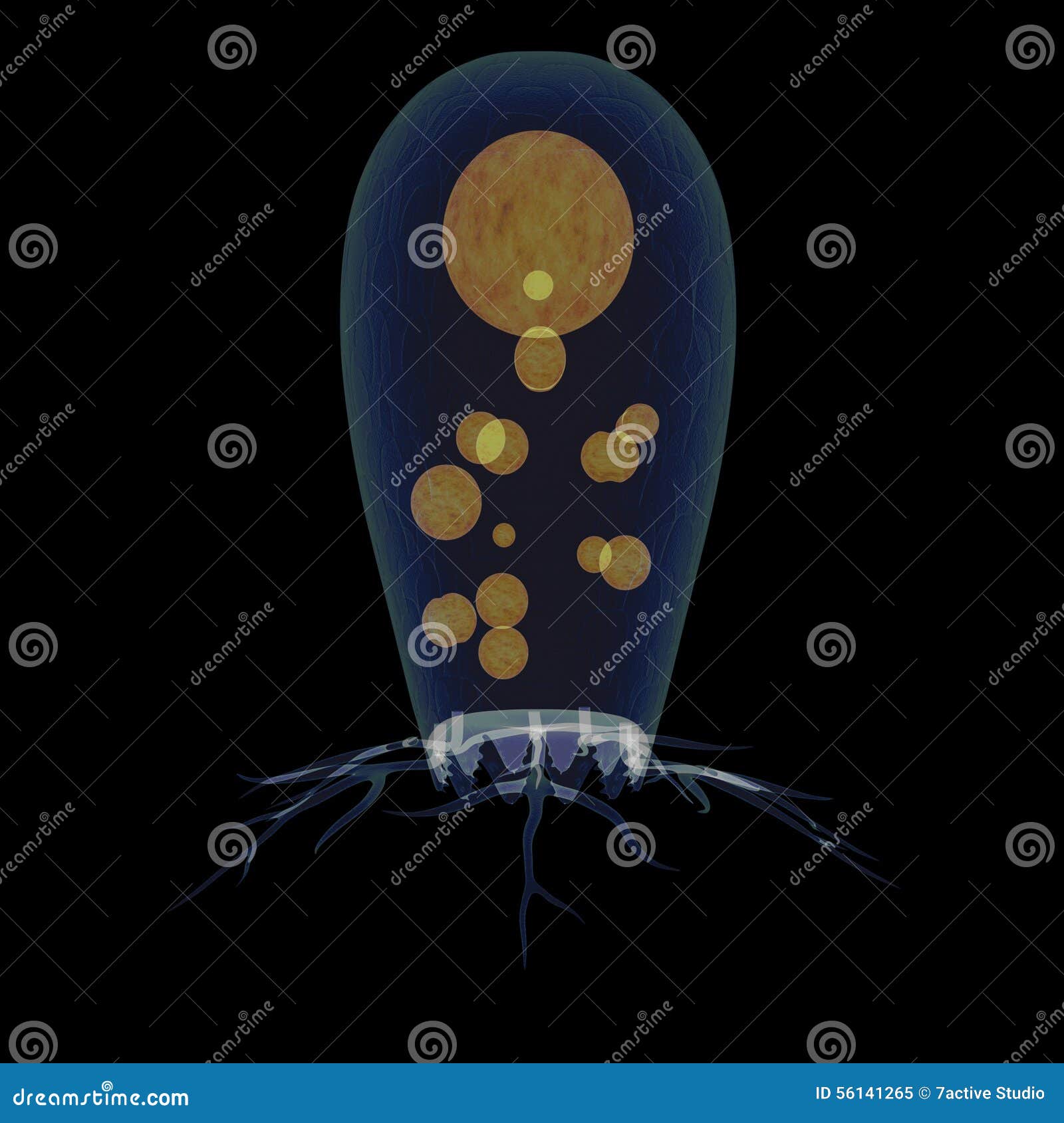 Euglypha Rotunda Stock Photos - Free & Royalty-Free Stock Photos from ...