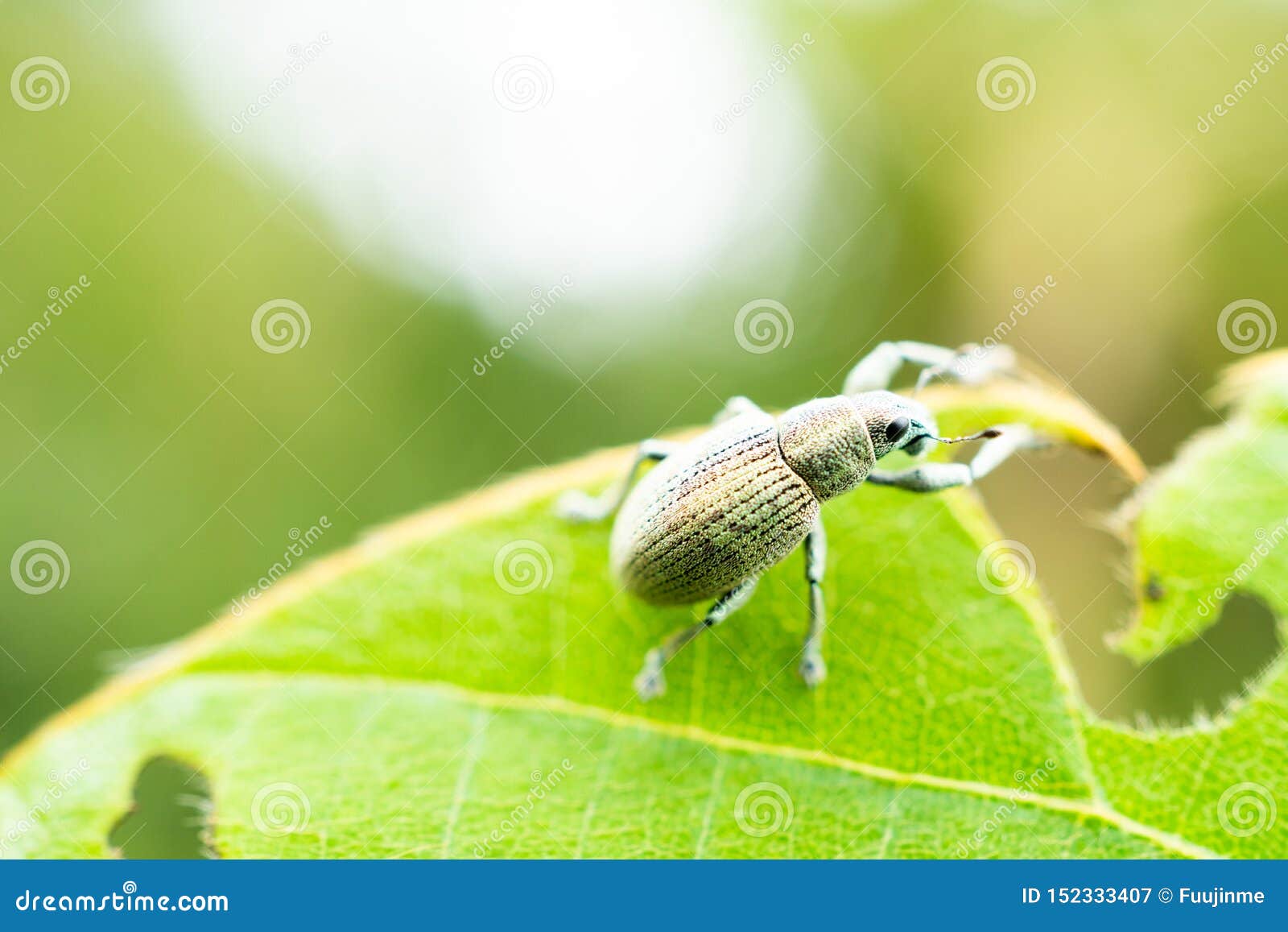 Eugnathus Distinctus on the Leaf Stock Image - Image of coleoptera ...