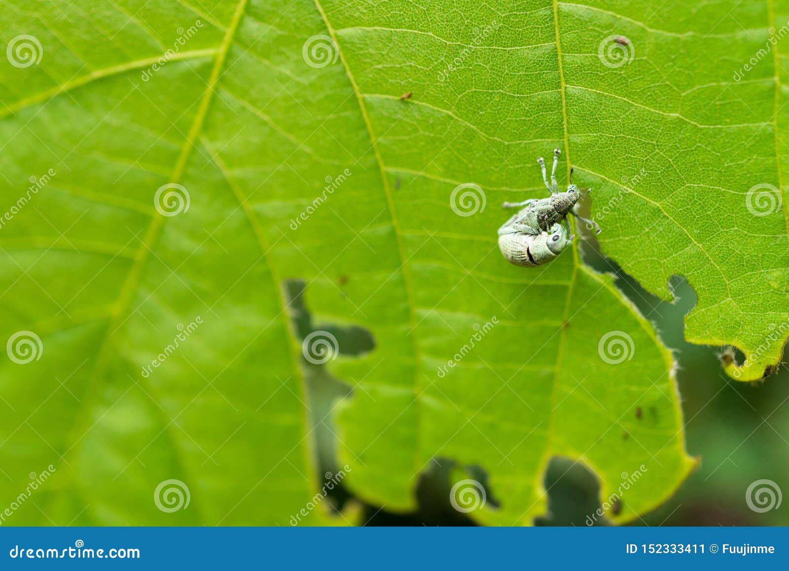 Eugnathus Distinctus on the Leaf Stock Image - Image of eats, biology ...