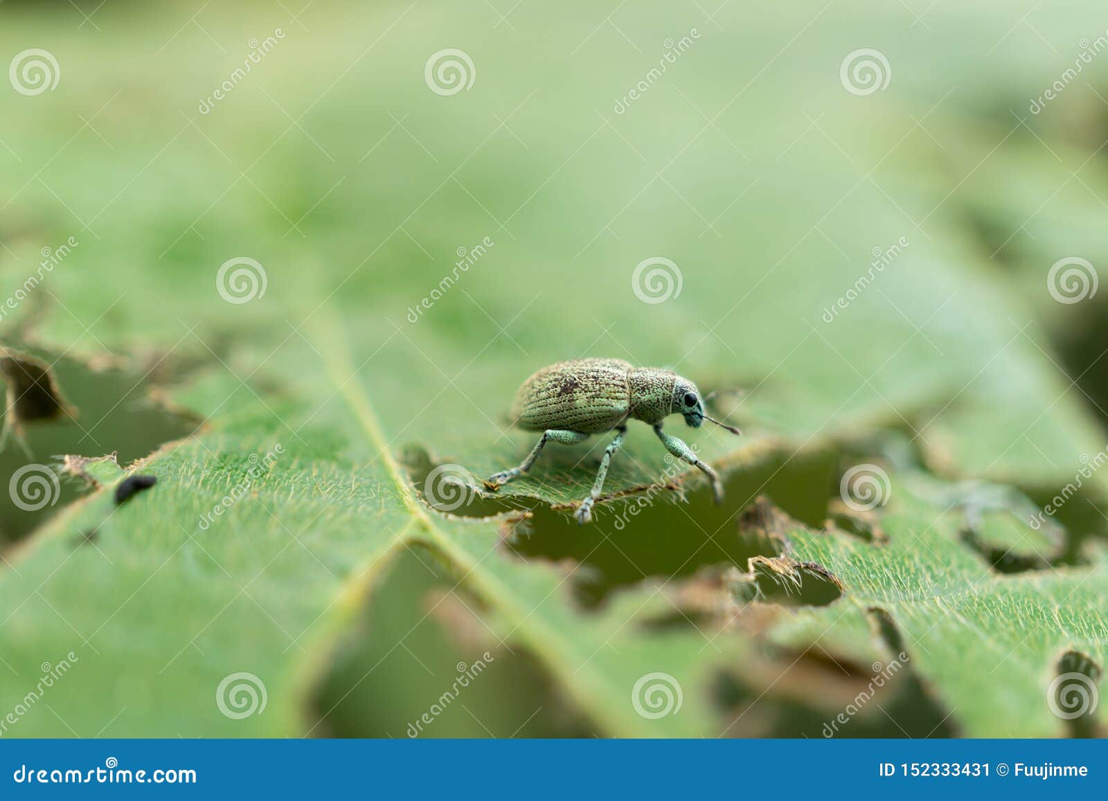 Eugnathus Distinctus on the Leaf Stock Image - Image of closeup ...