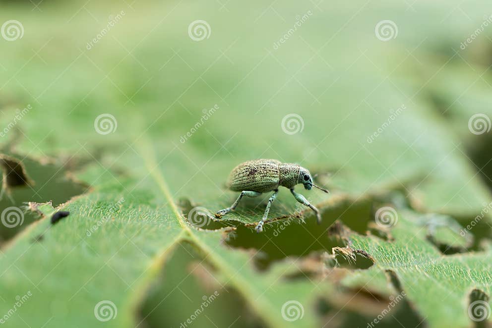 Eugnathus Distinctus on the Leaf Stock Image - Image of closeup ...