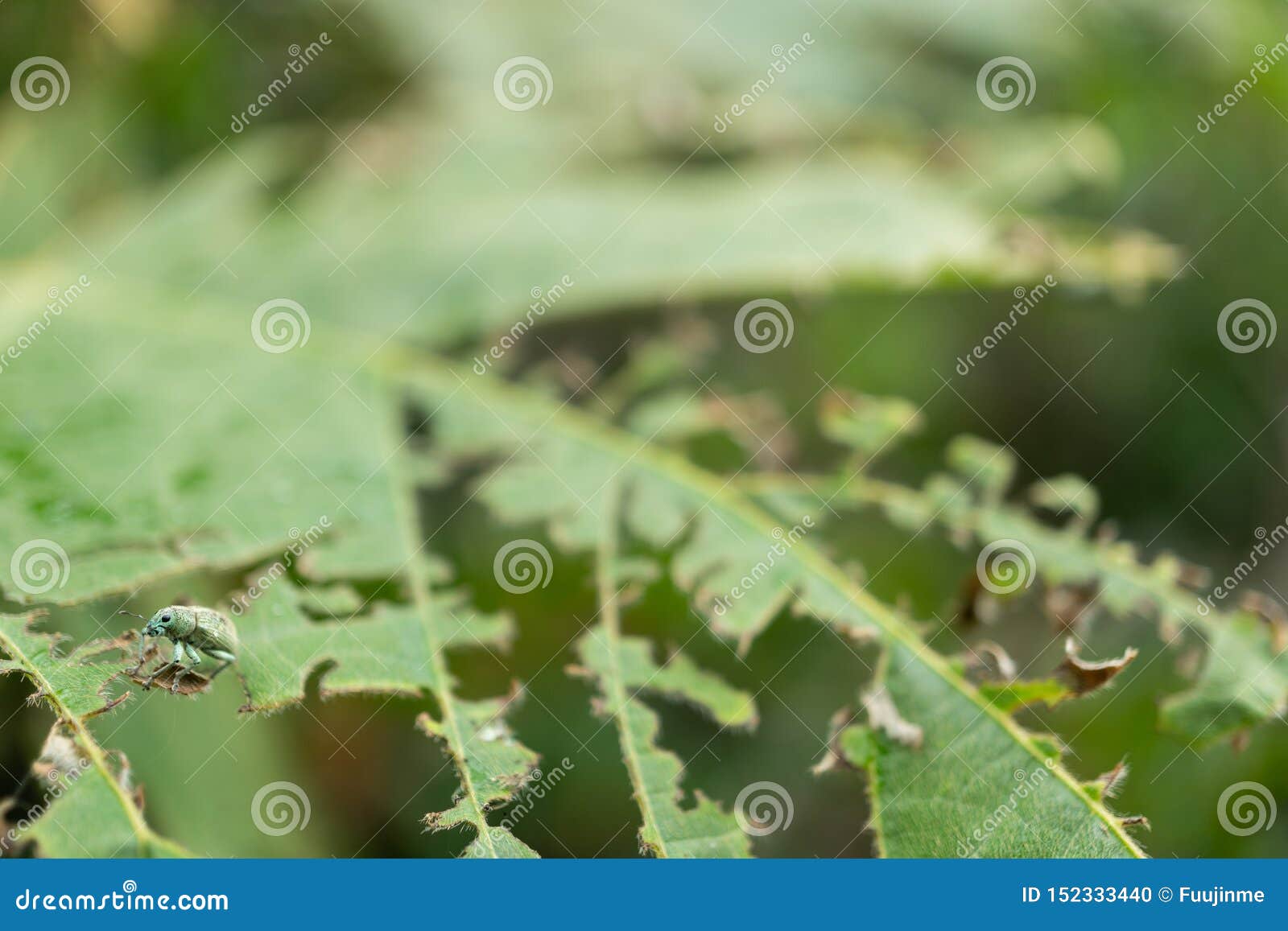 Eugnathus Distinctus on the Leaf Stock Photo - Image of detail, beetle ...