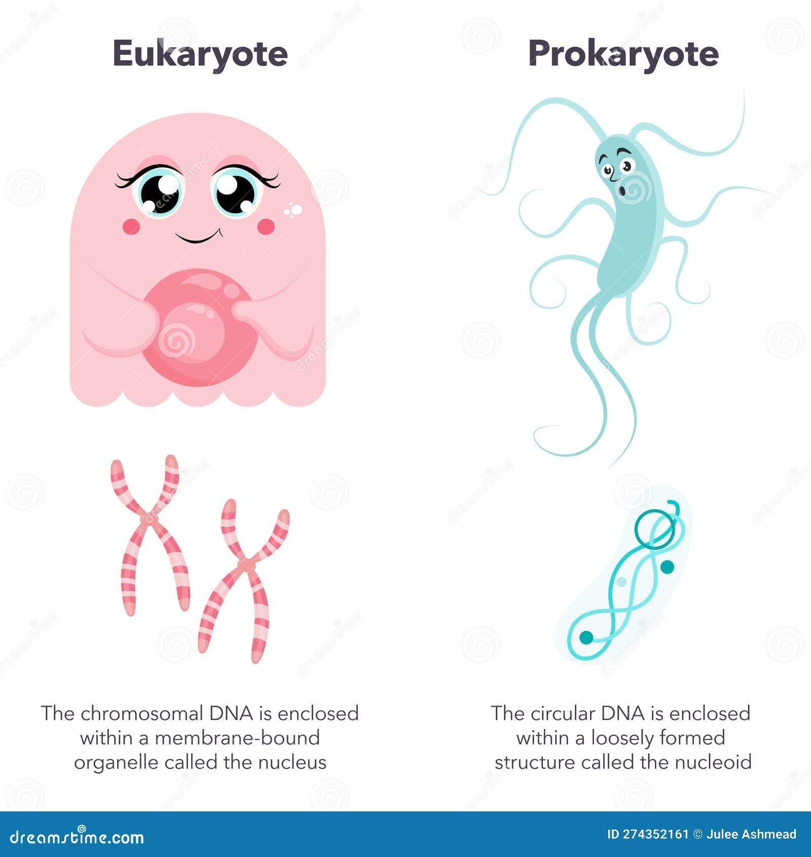 Eukaryotes Versus Prokaryotes Science Vector Illustration Cartoon ... Eukaryotes Versus Prokaryotes Science Vector Illustration Cartoon ...