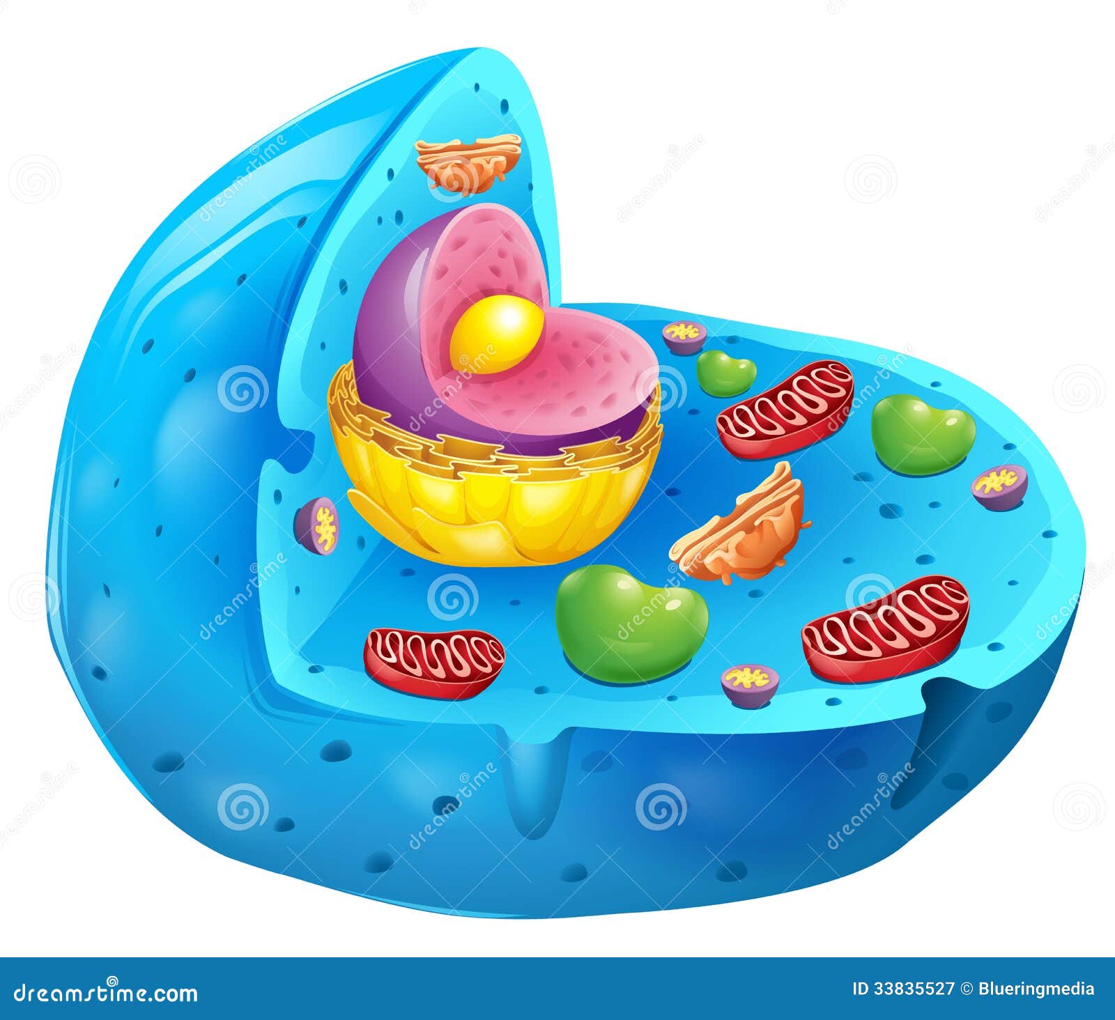 Eukaryotic Cell Royalty Free Stock Photography - Image: 33835527