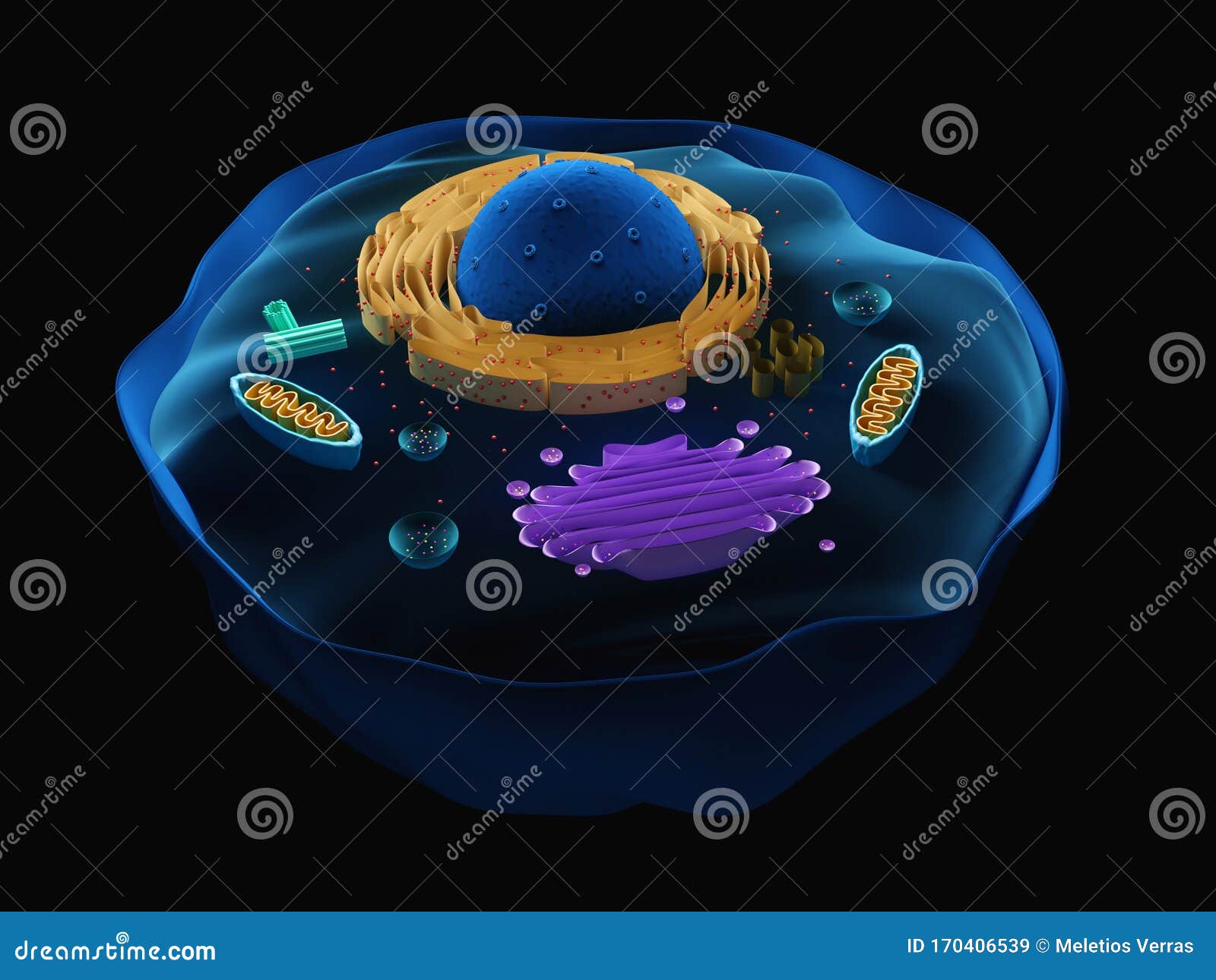 A eukaryotic cell stock illustration. Illustration of medicine - 170406539