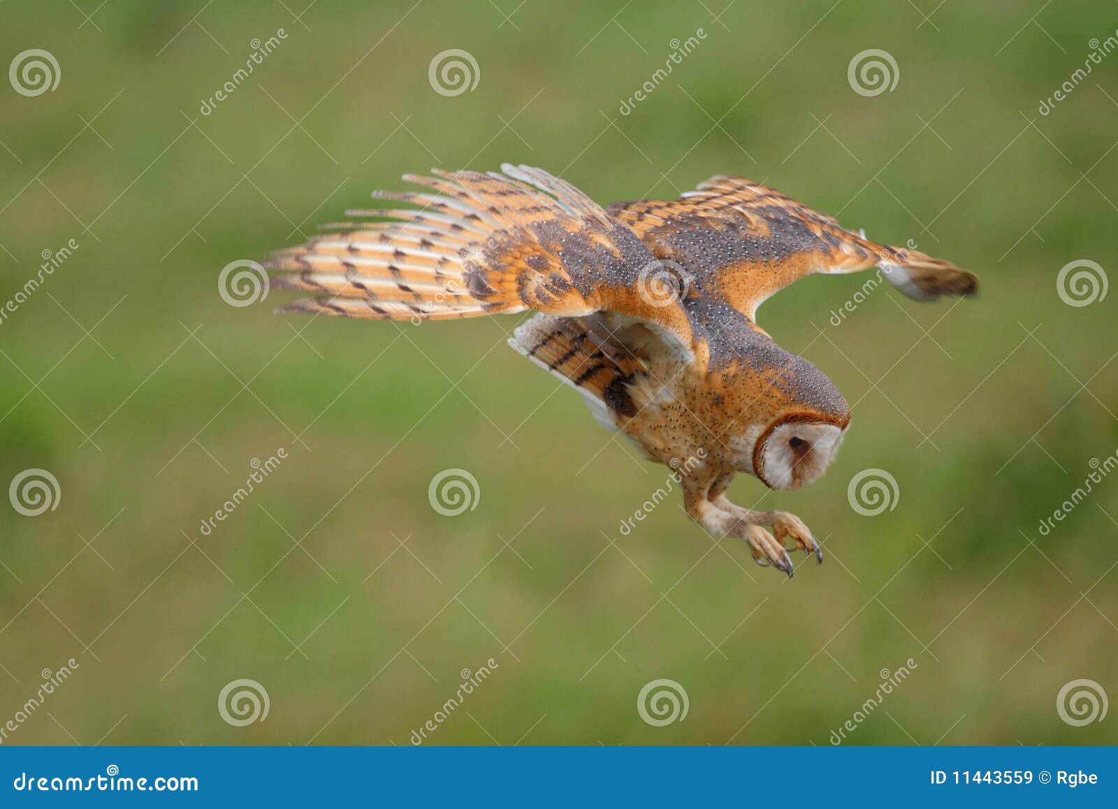 Eule stockbild. Bild von jagd, himmel, tier, wildnis - 11443559
