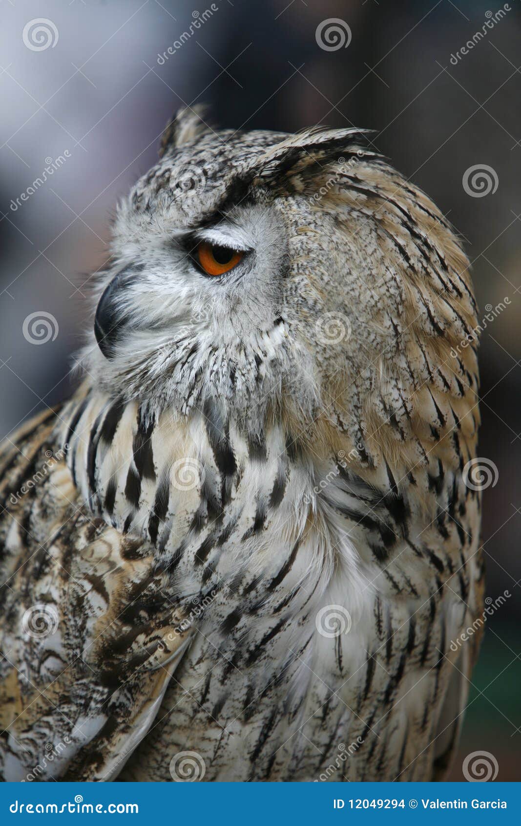 Eule stockfoto. Bild von raubvogel, raub, traditionell - 12049294