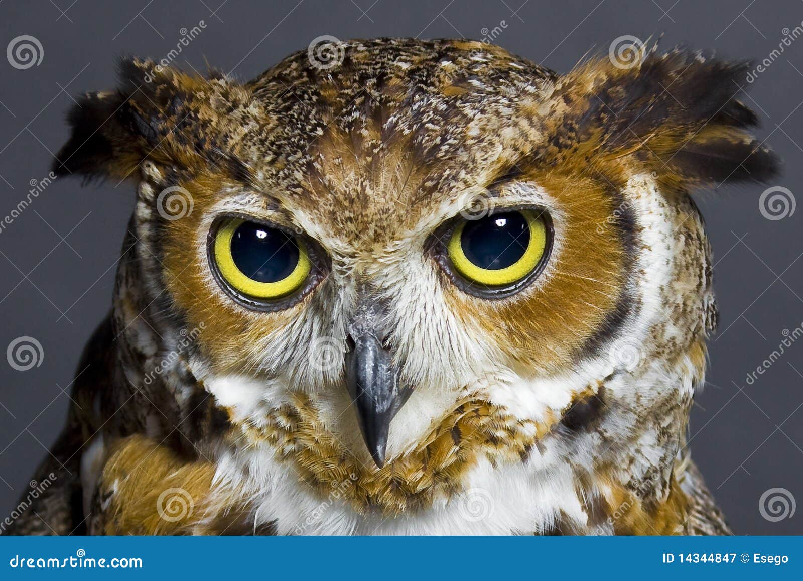 Eule stockbild. Bild von eule, hintergrund, braun, flug - 14344847