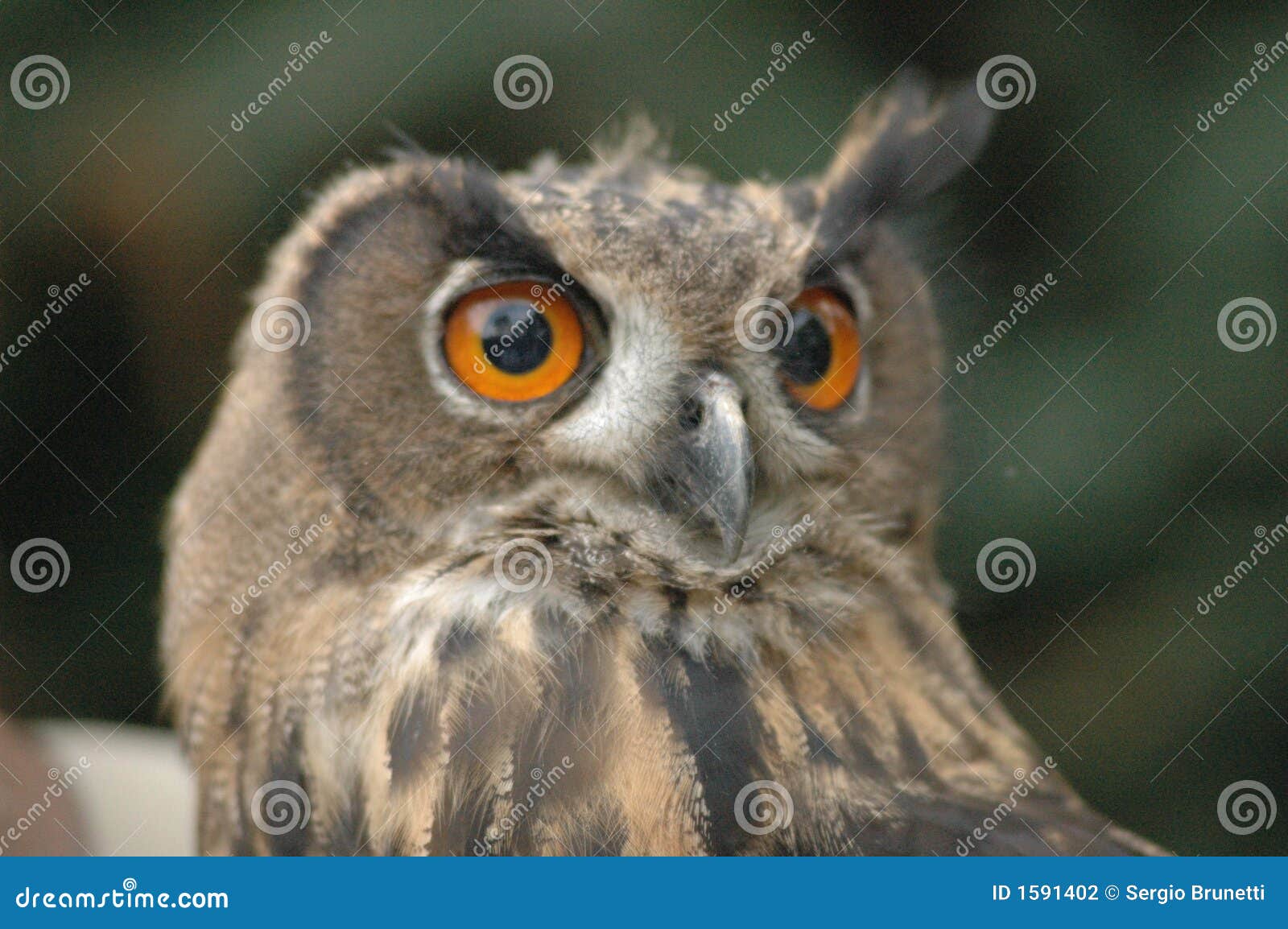 Eule stockfoto. Bild von eurasier, gelb, wächter, augen - 1591402