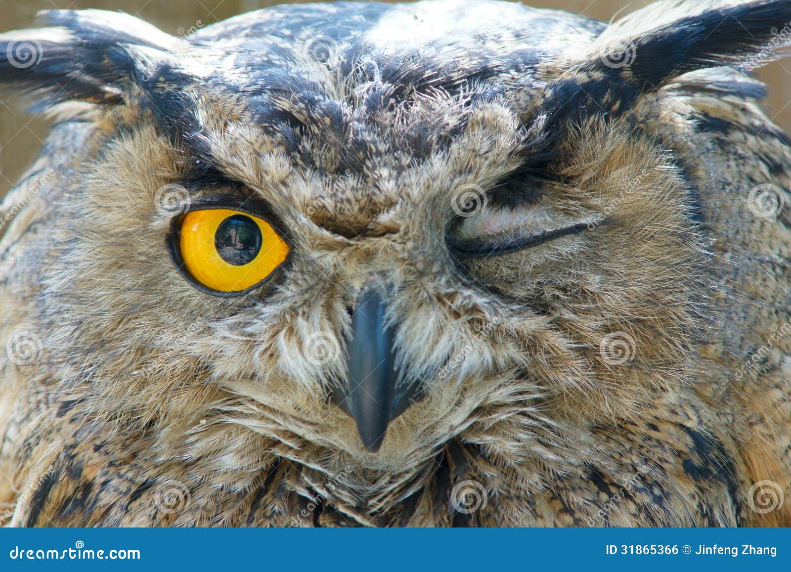 Eule stockfoto. Bild von wildnis, nave, federn, gelb - 31865366