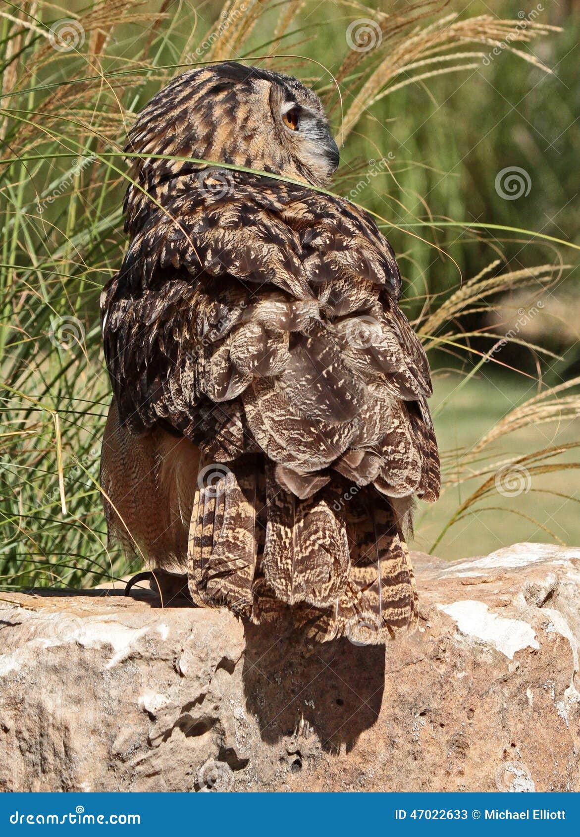 Eule stockbild. Bild von warnung, auge, federn, braun - 47022633