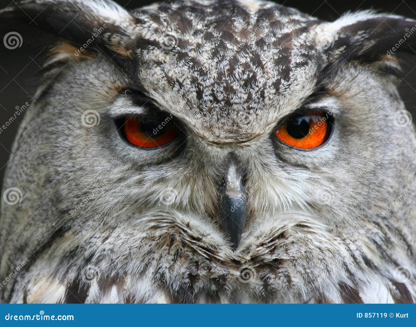 Eule stockbild. Bild von porträt, klug, eule, wildnis, tier - 857119