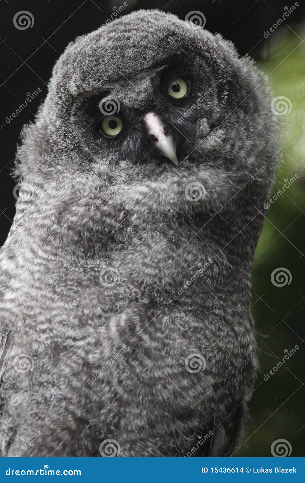 Eule des großen Graus stockfoto. Bild von eule, wildnis - 15436614