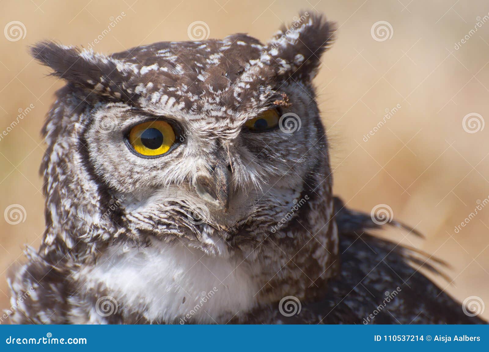 Eule Mit Gelben Augen, Nahaufnahme Stockfoto - Bild von eindeutig ...