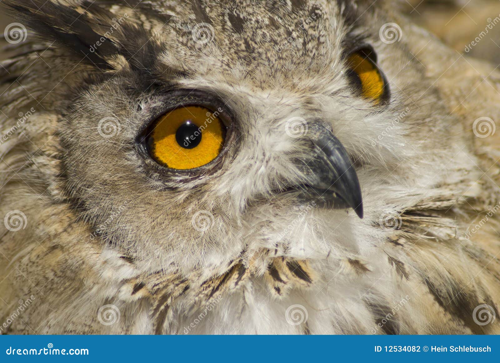 Eule Mit Großen Orange Augen Stockfoto - Bild von adler, schnitt: 12534082