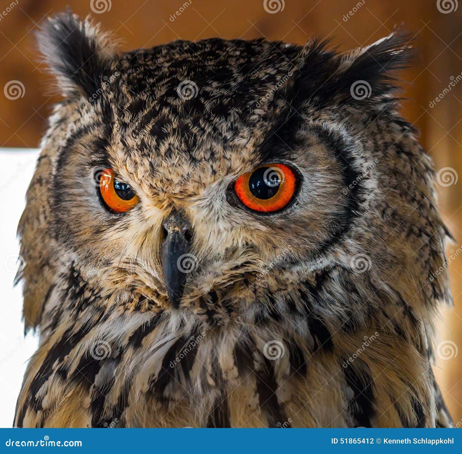 Eule Mit Großen Roten Augen Stockfoto - Bild von eule, schnabel: 51865412