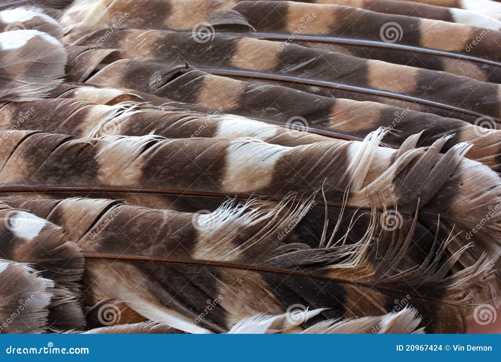 Eulen-Federn stockfoto. Bild von wildnis, raubvogel, federn - 20967424