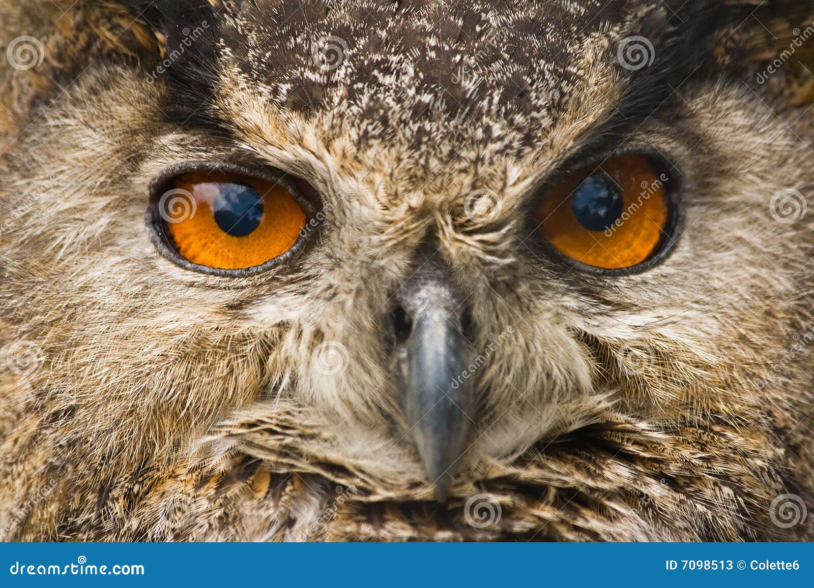 Eulenaugen stockbild. Bild von junge, tier, opfer, eule - 7098513