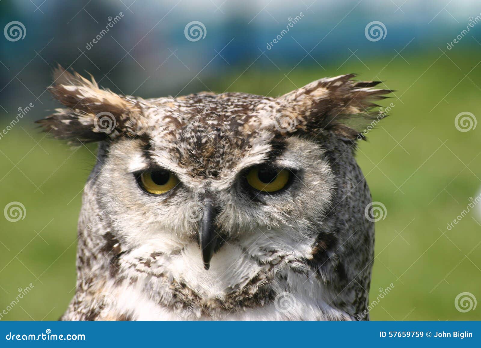 Eulenkopf und -hals stockbild. Bild von augen, gras, vogel - 57659759