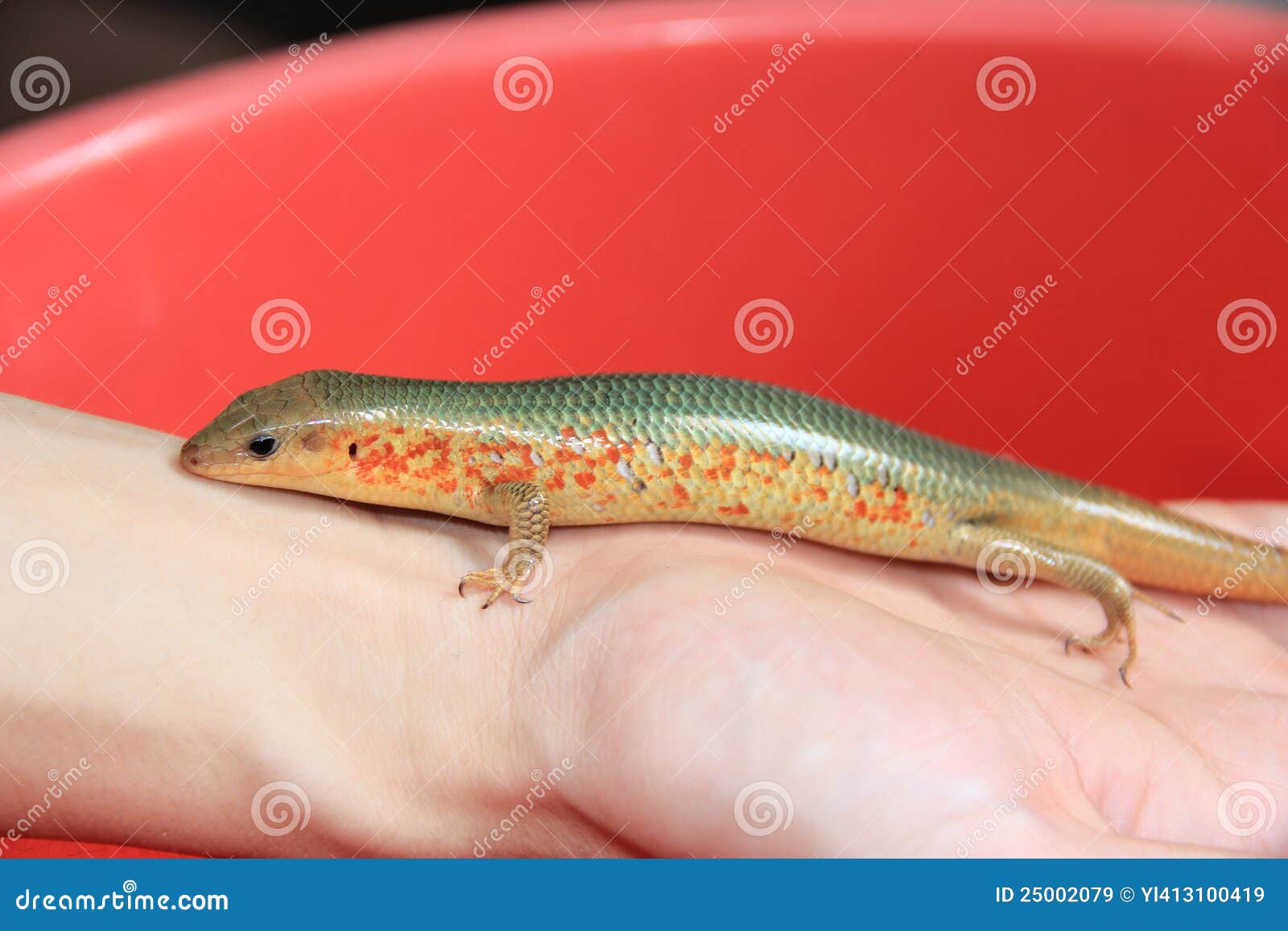 Eumeces chinensis stock image. Image of ecology, skink - 25002079