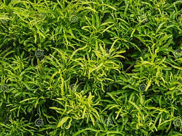 Euodia Ridleyi Rutaceae Texture Stock Image - Image of nature, euodia ...