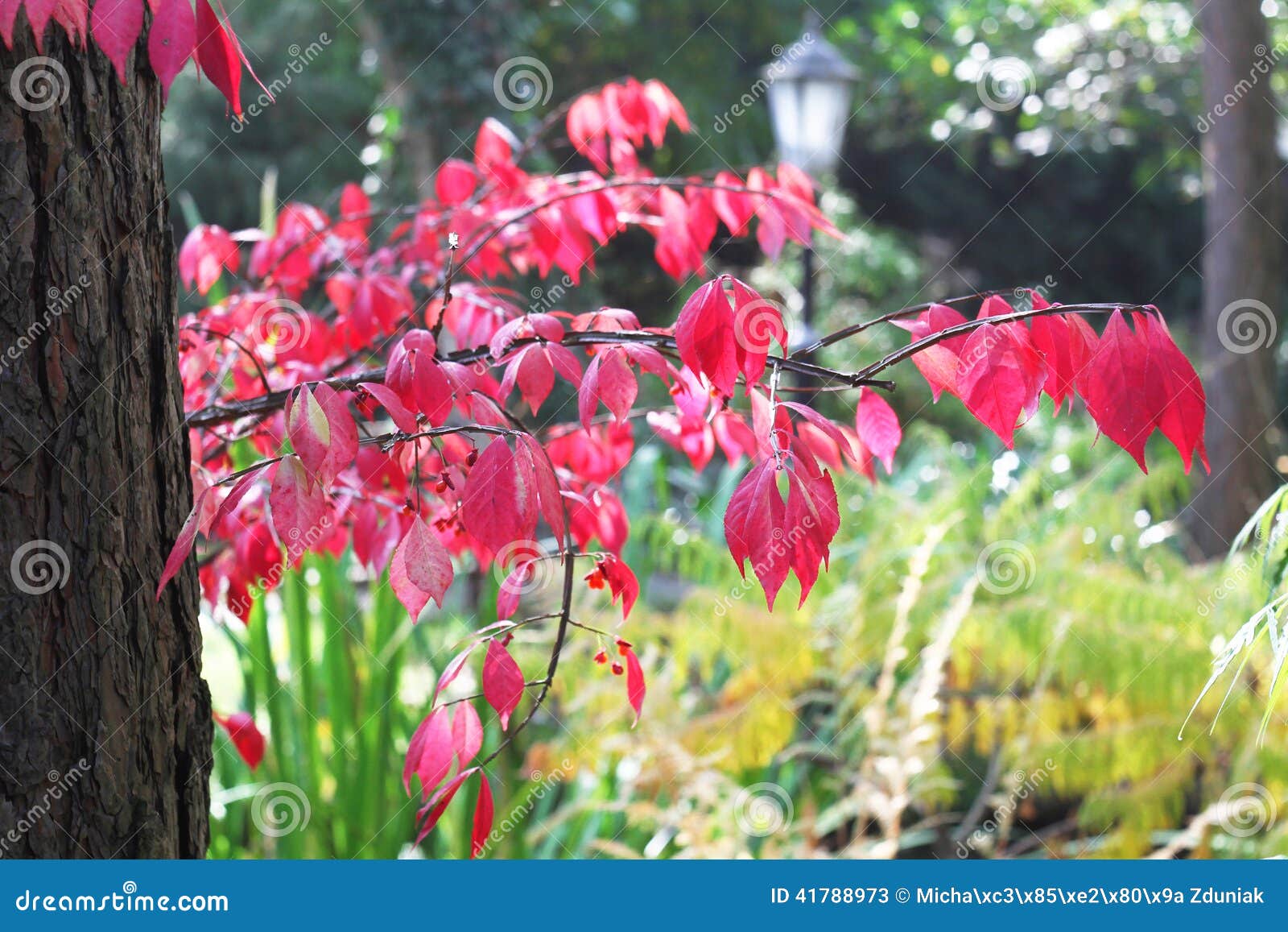 Euonymus alatus Compactus stock image. Image of compactus - 41788973