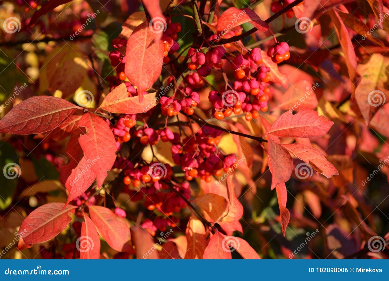 Euonymus Europaeus photo stock. Image du jardinage, rouge - 102898006